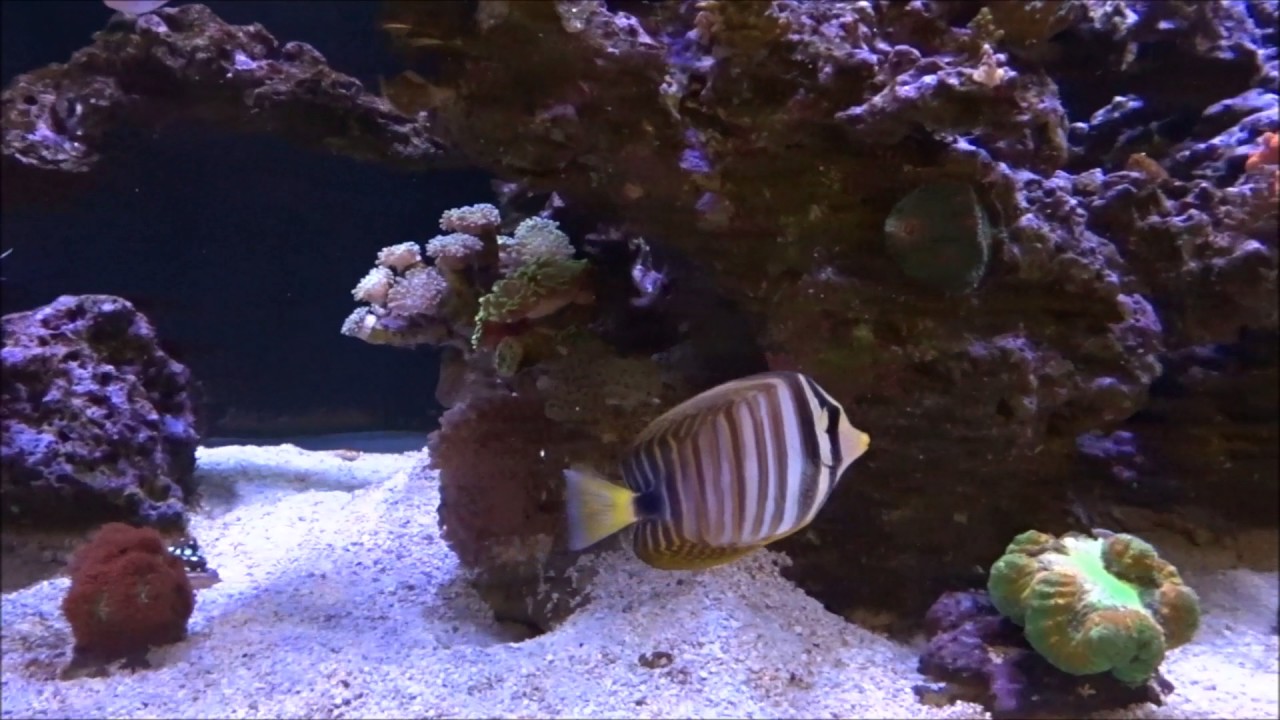 Polyp Lab Medic Day 17 - 3 New Corals - YouTube