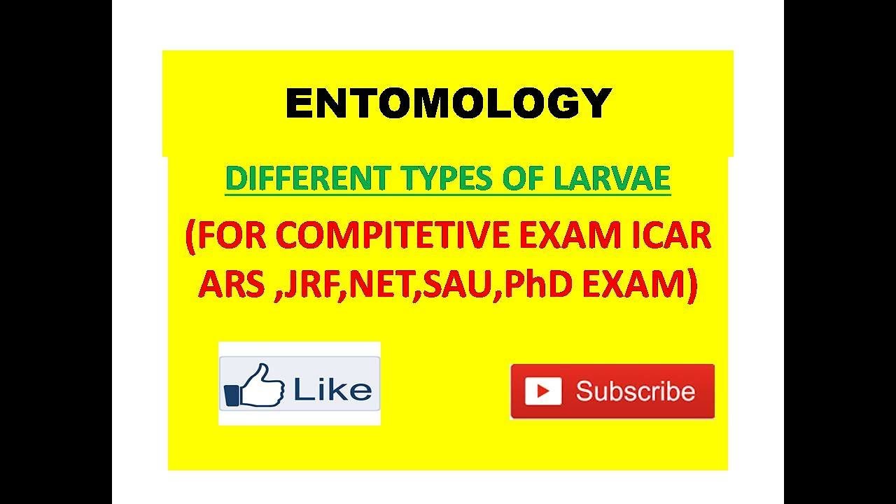 DIFFERENT TYPES OF LARVAE - YouTube