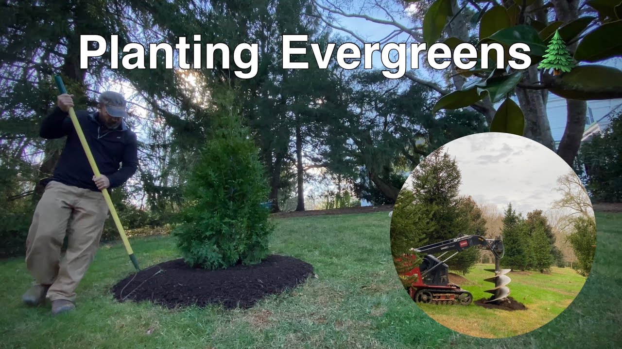 Planting Evergreens🌲 - YouTube
