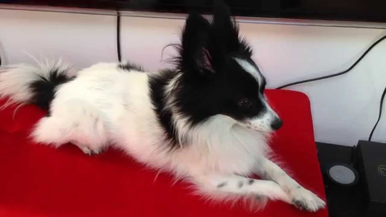 Tino, mon chien qui parle ! - YouTube