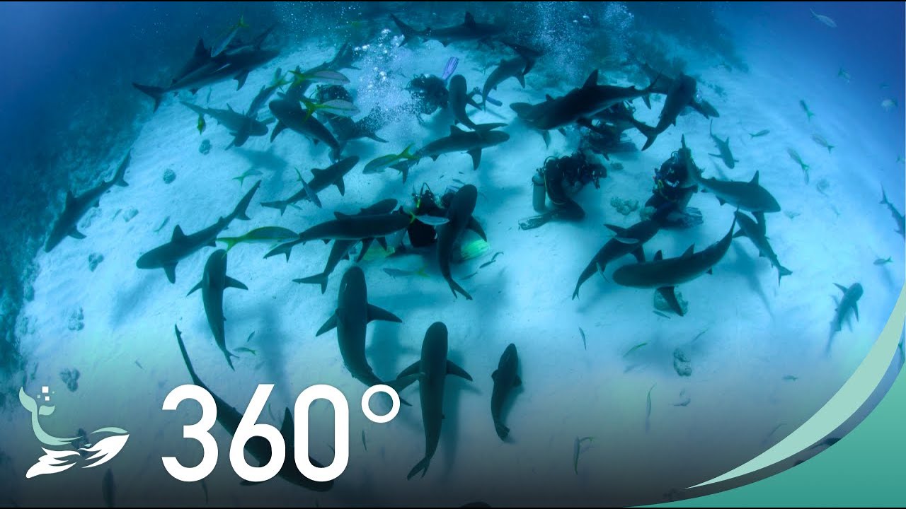 Stuart Cove: Diving with Sharks in VR/360° (4K) | The Bahamas - YouTube