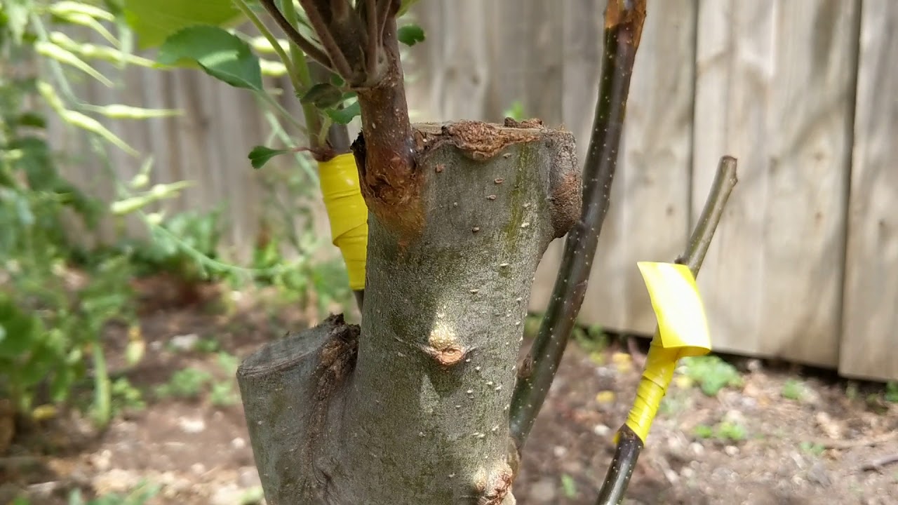 Apple Graft results - YouTube