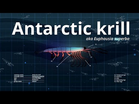 Krill: Superheroes of the Southern Ocean | WWF