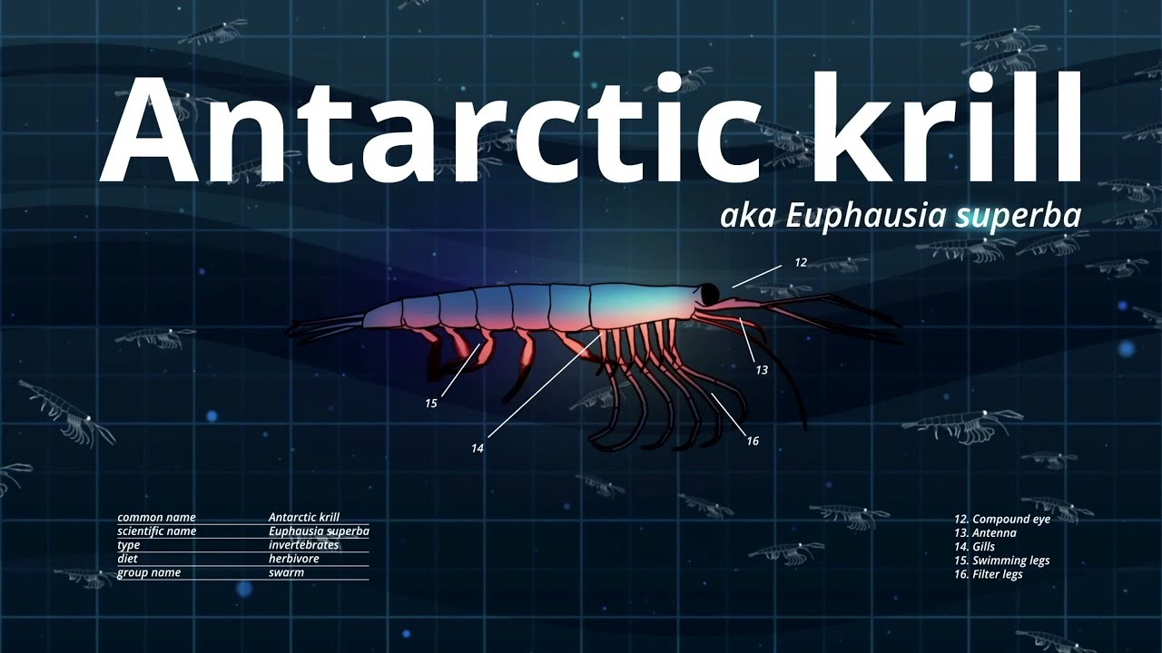 Antarctic Krill Swarm