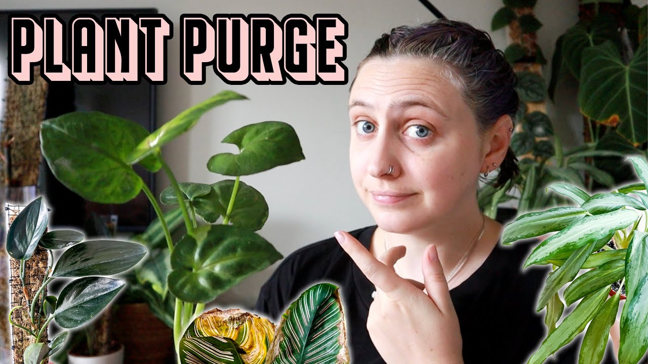10 plants that I don't want anymore 🪴 Plant Purge - YouTube
