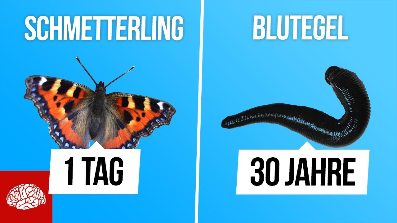 Wie Lange Leben Krhen