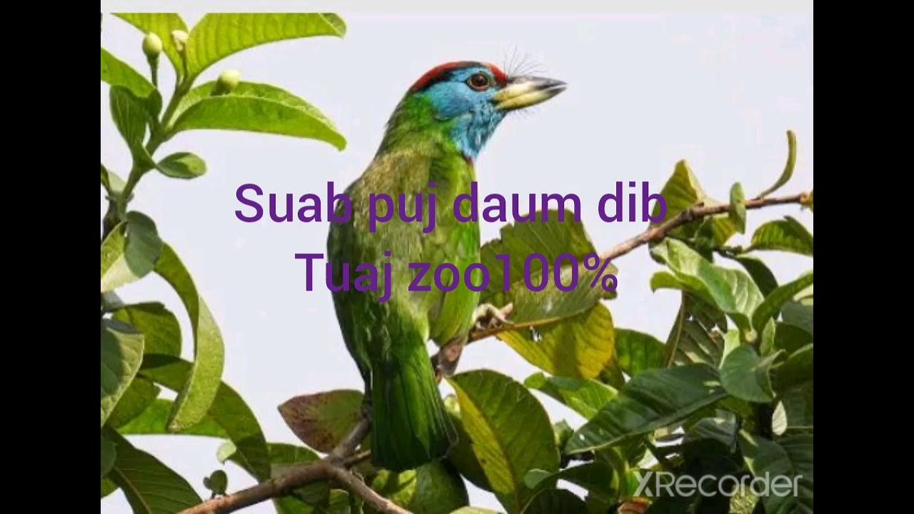 suab puj daum dib tuaj zoo100% - YouTube
