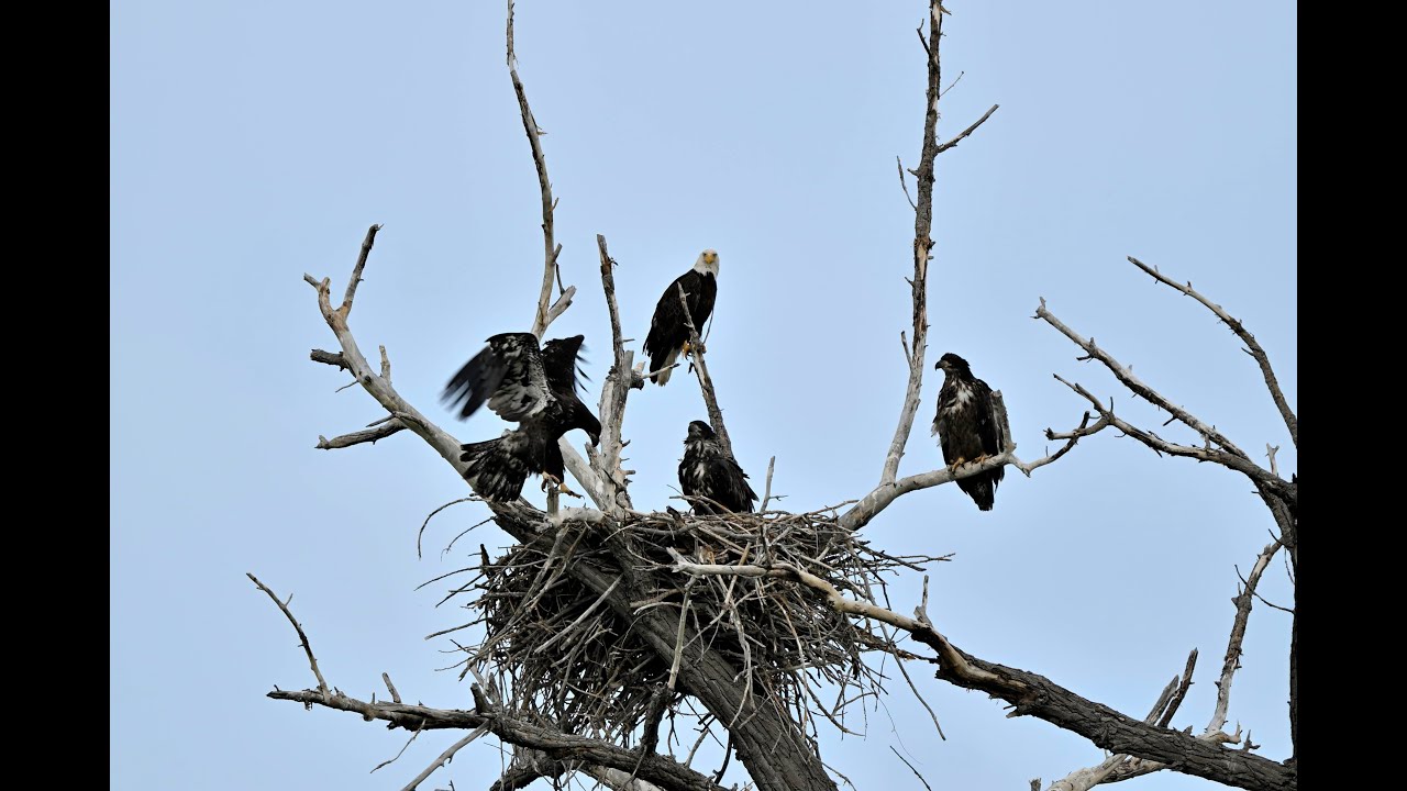 Raising Bald Eagle Eaglets - Nurturing to Learning to Fly (Fledging ...