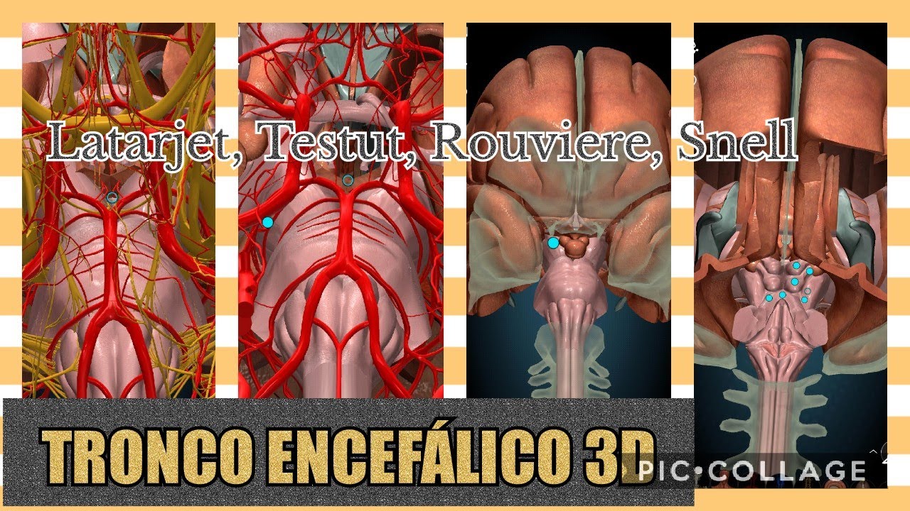 Neuroanatomía 3D | Tronco Encefálico (Configuración externa, caras ...