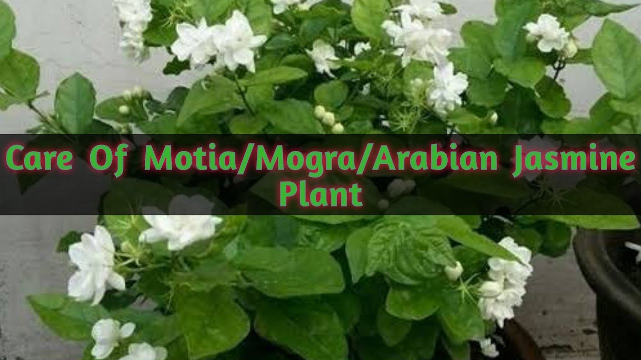 Care Of Motia/Mogra/Arabian Jasmine In Pots - YouTube