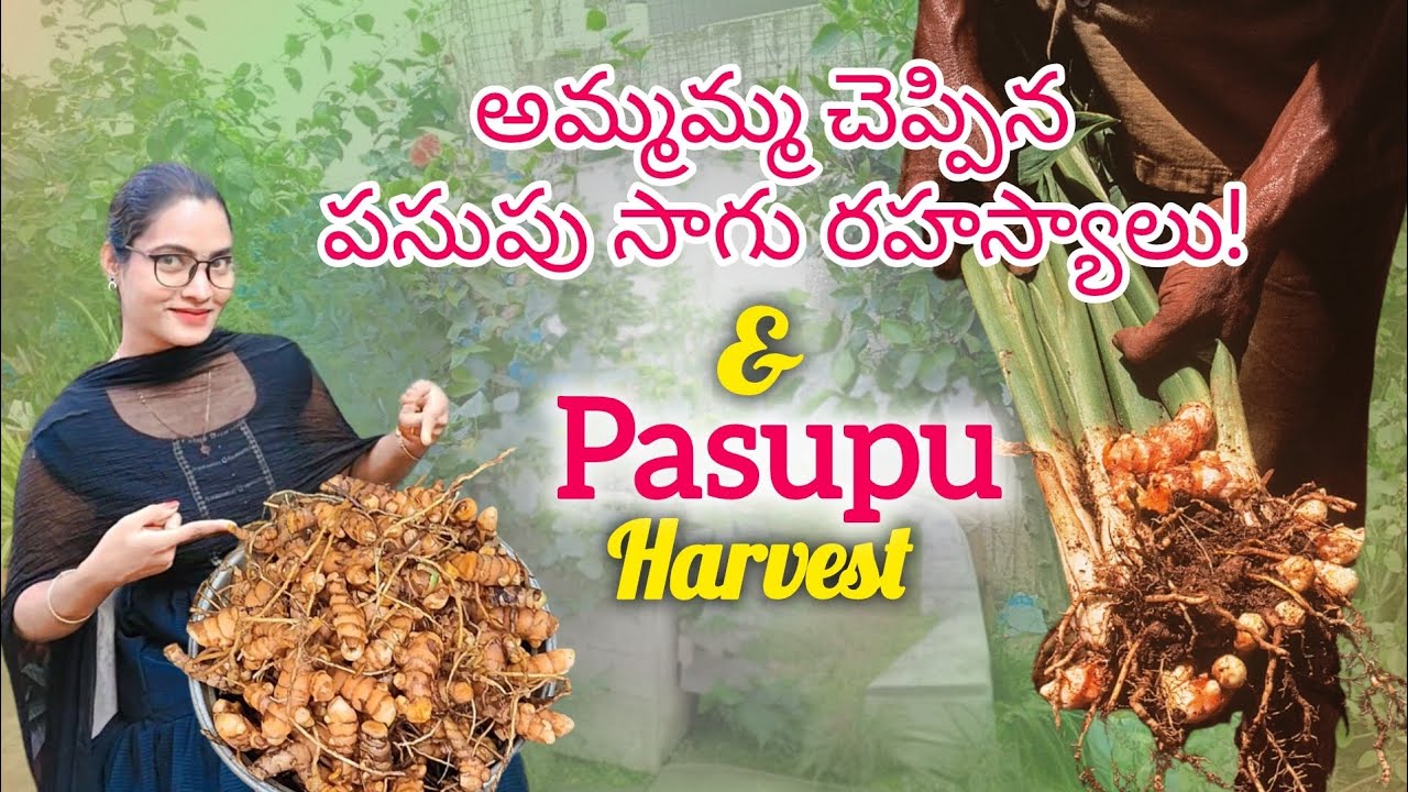 అమ్మమ్మ చెప్పిన పసుపు సాగు రహస్యాలు | Pasupu Harvest & Farming Tips ...