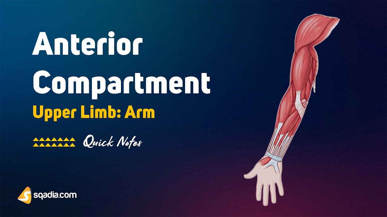 Upper Limb: Arm | Anterior Compartment | Anatomy - YouTube