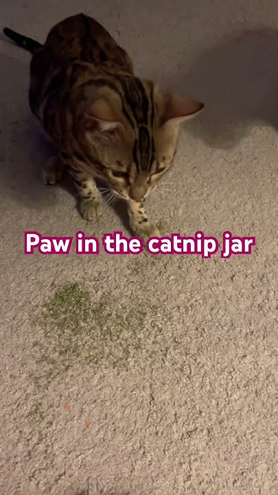 Paw in the catnip jar #catshorts #cat #bengal #fyp - YouTube
