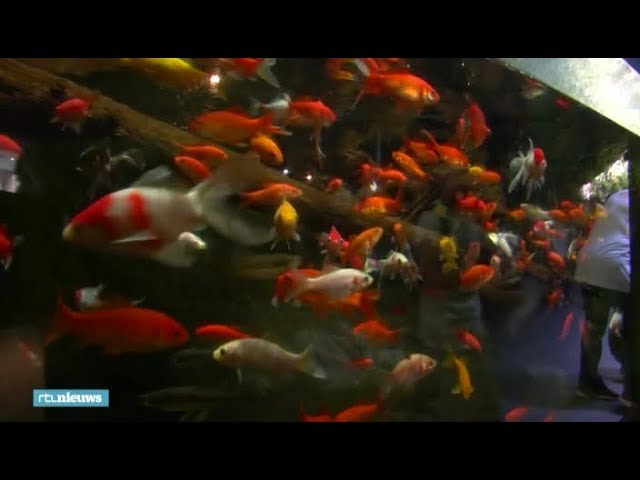 Gigantische Goudvis Tank