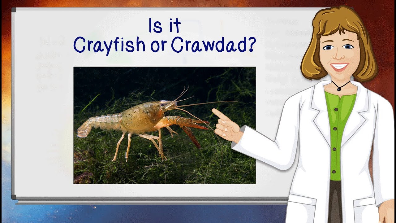 Animal Adaptation: Is it Crayfish or Crawdad? | Science Trek - YouTube