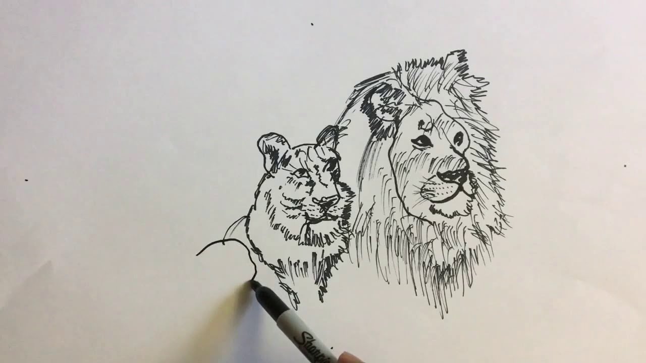 Lion and lioness sharpie drawing real time - YouTube
