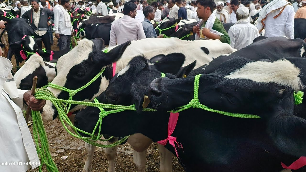 लोणी बाजारातील रेट खूप कमी झाले? ||Loni cow market|| loni markat ...