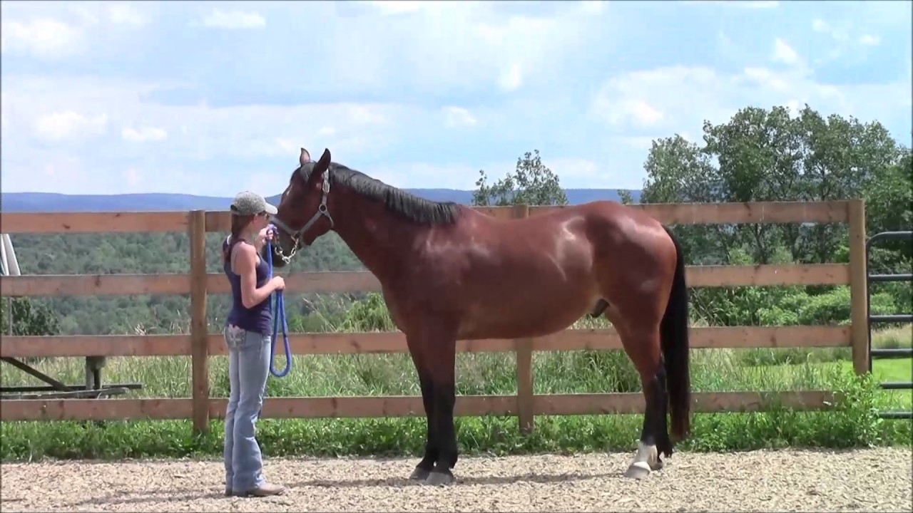 Showmanship in Hand - Squaring Up - YouTube