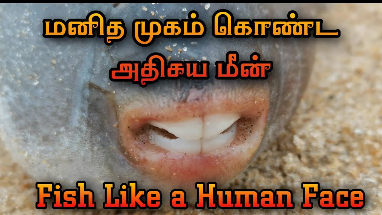Fish like a Human face - YouTube