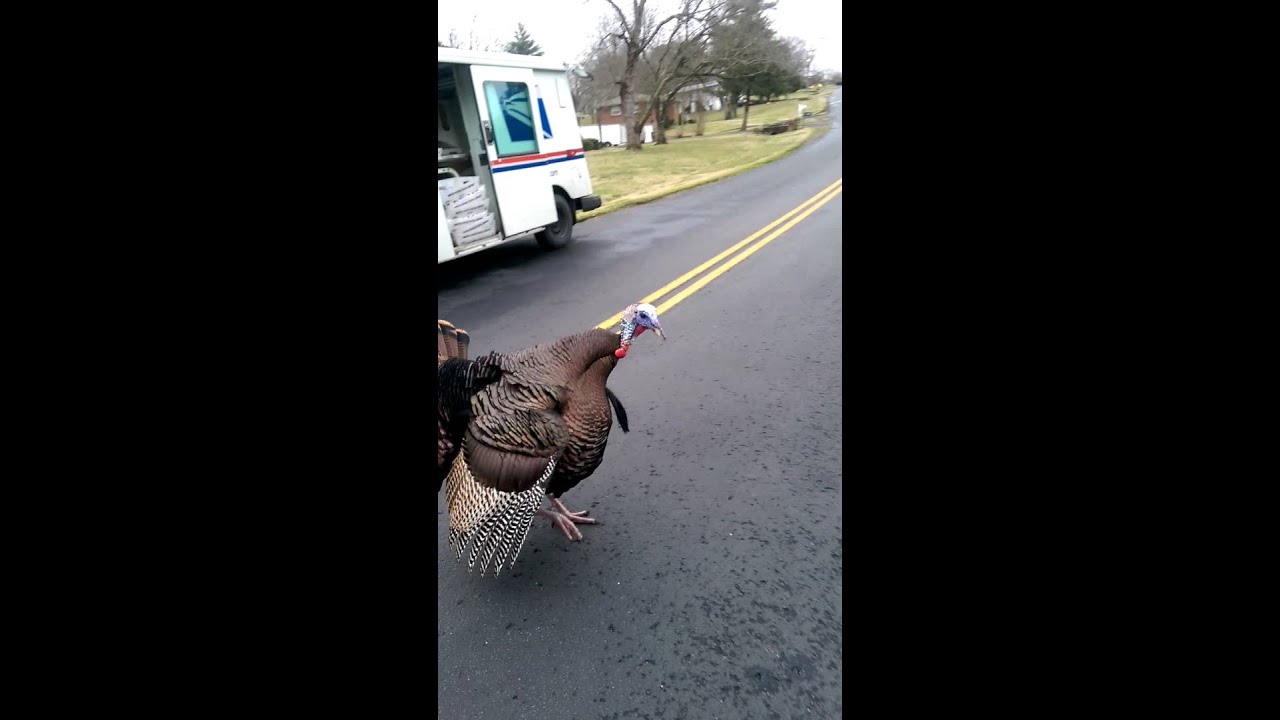 Mailman chased by a turkey! - YouTube