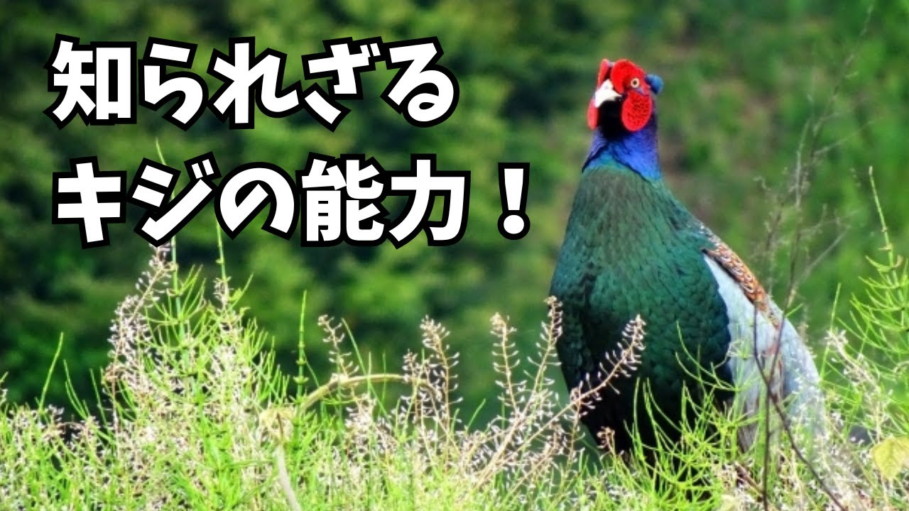 知られざるキジの生態と驚異の能力 Youtube