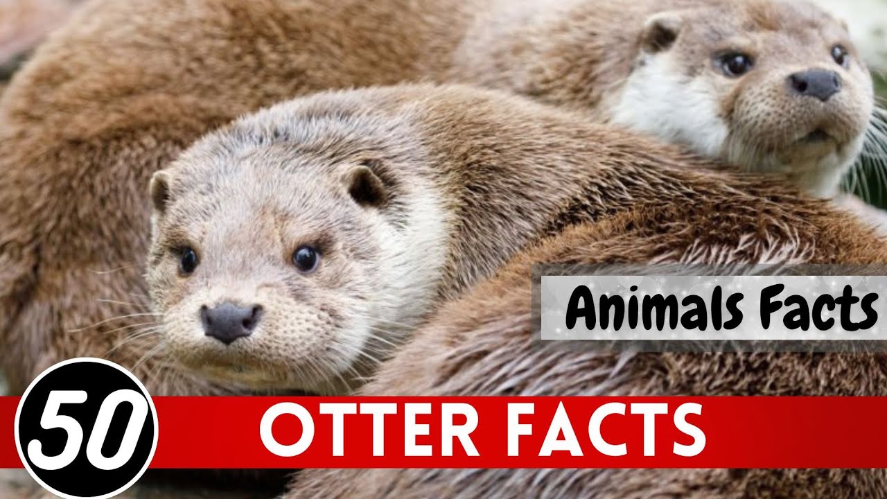 50 Fun Facts About Otters | Otter Characteristics | Surprising Facts ...