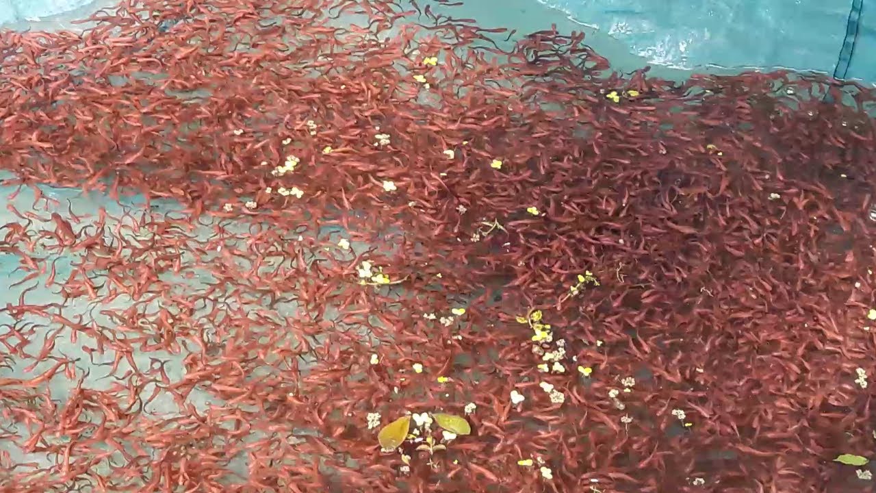 Red Colour deshi shing fish - YouTube