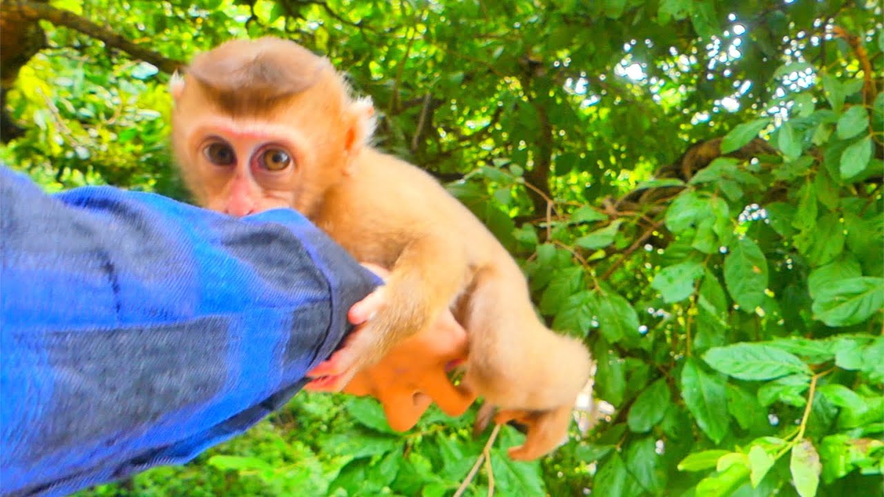 Best love is not change between baby monkey SARO and cameraman. - YouTube