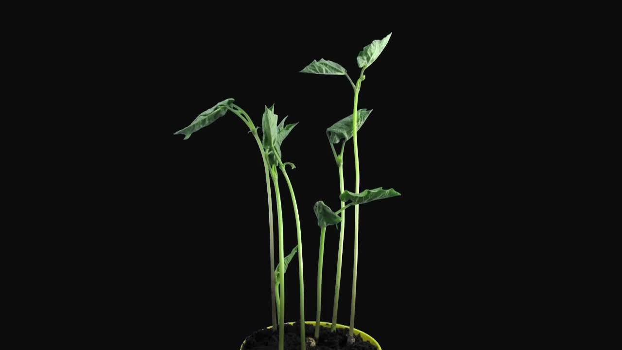 Phototropism In Growing Bean Stalks Stock Video - YouTube