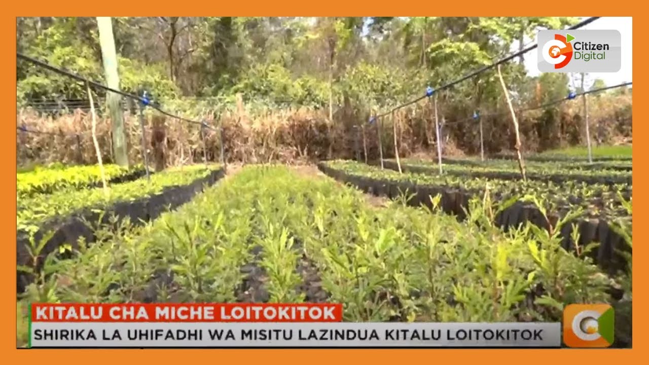 Shirika la uhifadhi wa misitu lazindua kitalu cha kisasa Loitokitok ...