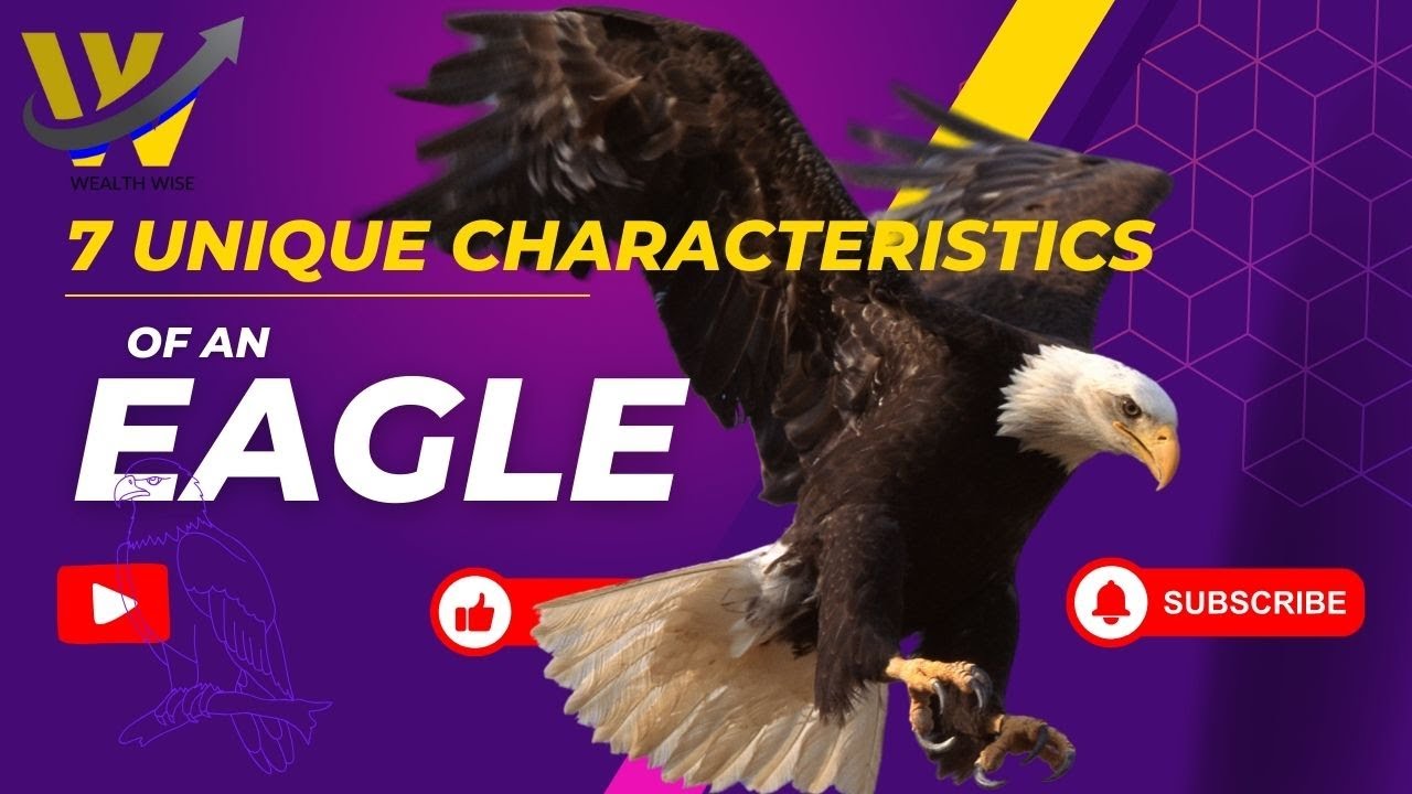 Characteristics of an Eagle - YouTube