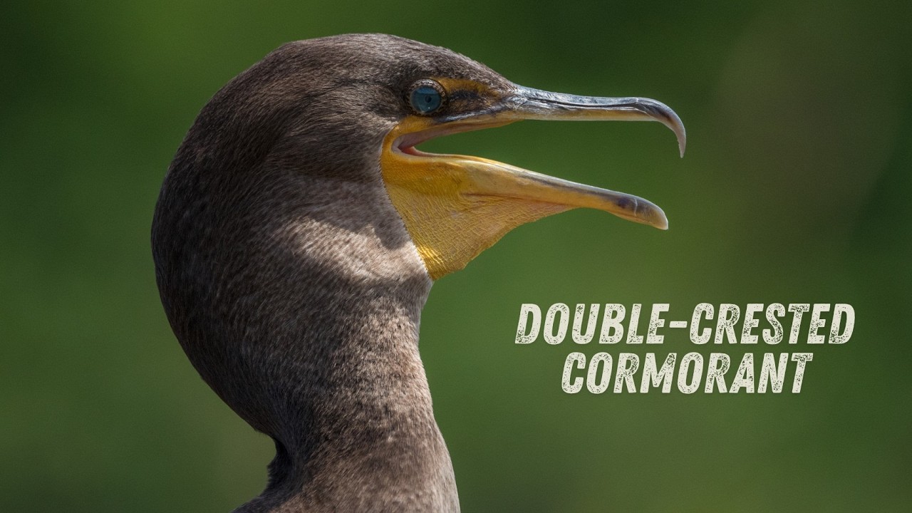 Double-crested Cormorant | The Ancient Voice of a Cormorant Bird - YouTube