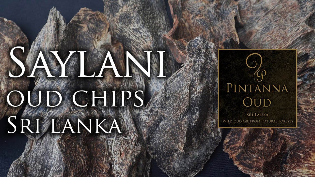Wallapatta (Oudh) Chips - Sri Lankan Agarwood - YouTube