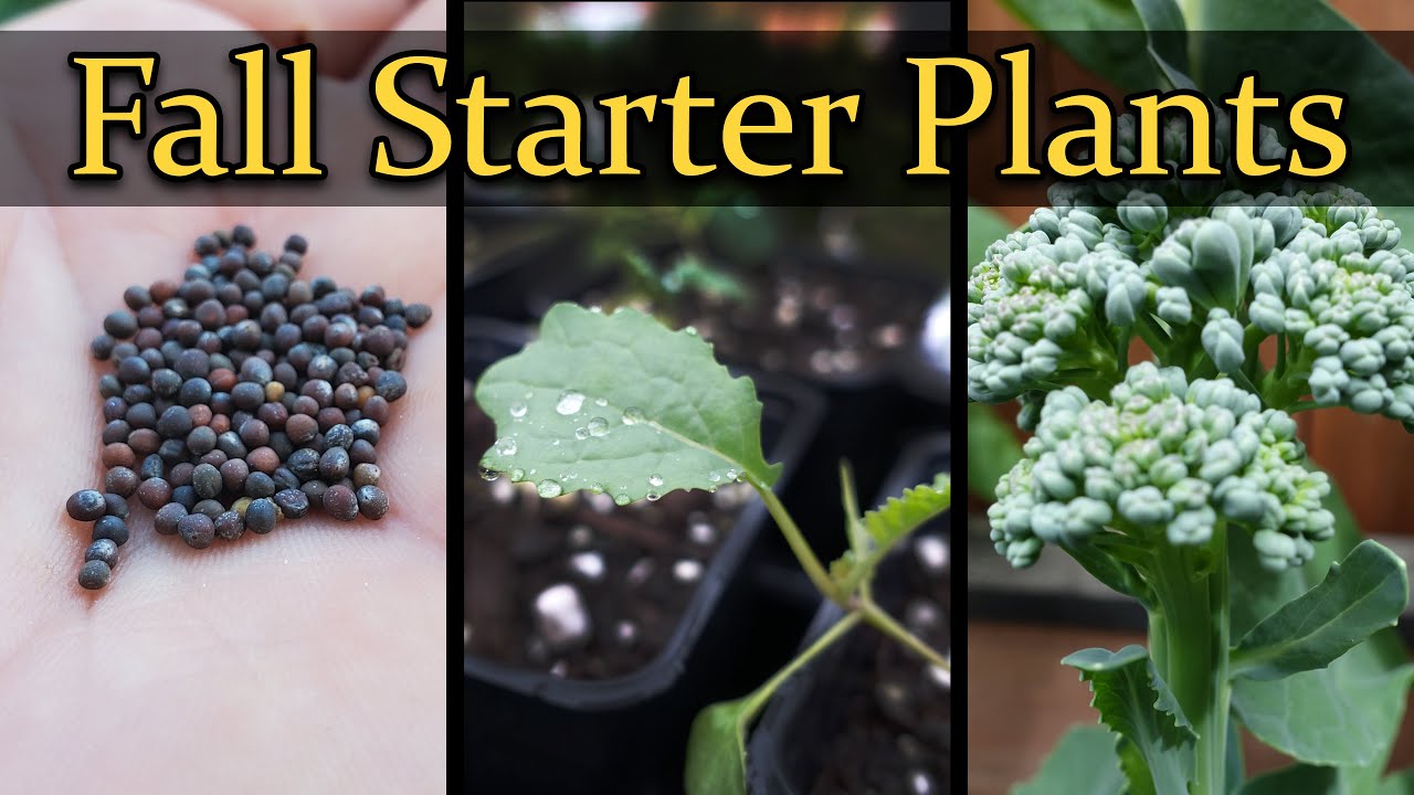 Fall Starter Plants - A Guide For Beginner Gardeners - YouTube