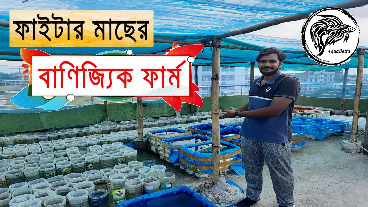 স্বল্প খরচে ফাইটার মাছের বাণিজ্যিক ফার্ম। Low cost betta fish farming ...