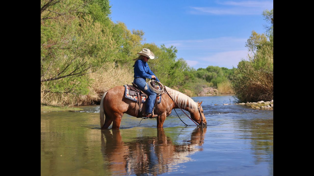 Lot #45 Cowboy Wyatt 𝘖𝘶𝘳 𝘎𝘰-𝘛𝘰 𝘨𝘶𝘺! 𝐃𝐚𝐩𝐩𝐥𝐞𝐬, 𝐆𝐨𝐥𝐝𝐞𝐧 𝐏𝐚𝐥𝐨𝐦𝐢𝐧𝐨, 𝘎𝘰𝘭𝘥𝘦𝘯 ...