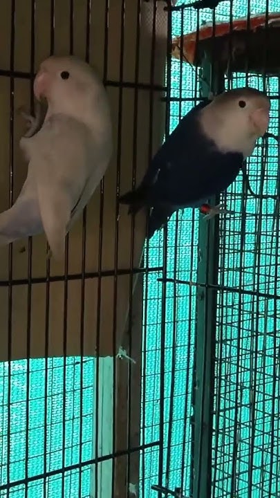 My Beautiful Violet Fisheri/Ino X Blue Pastel/Ino Pair | Love For Love Birds | My Bird Avairy ...