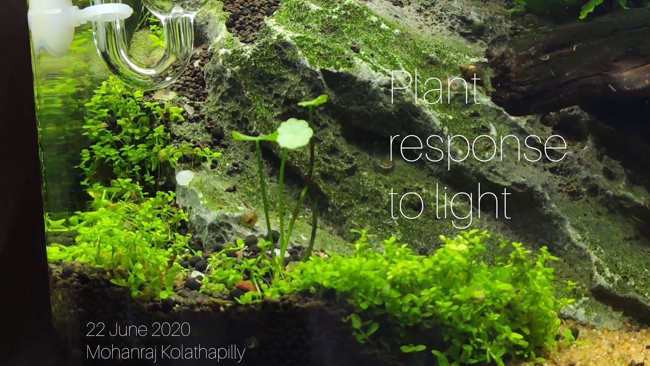 Plant Response To Light YouTube plant-response-to-light-youtube