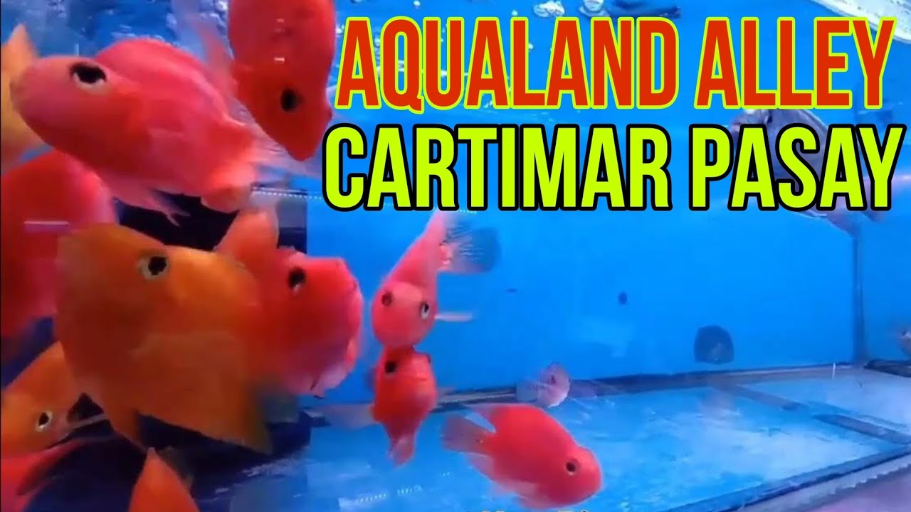 Aqualand Alley Cartimar Pasay - YouTube