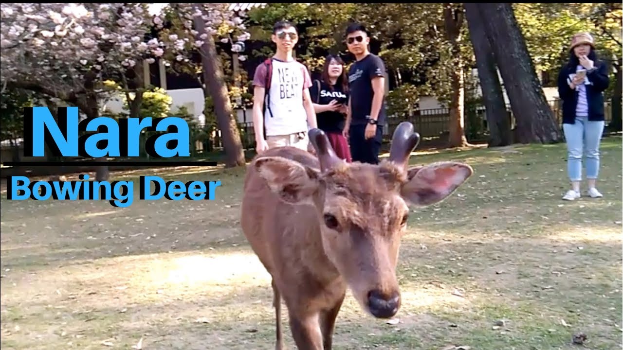 Nara Park, Japan (Bowing Deer) - YouTube