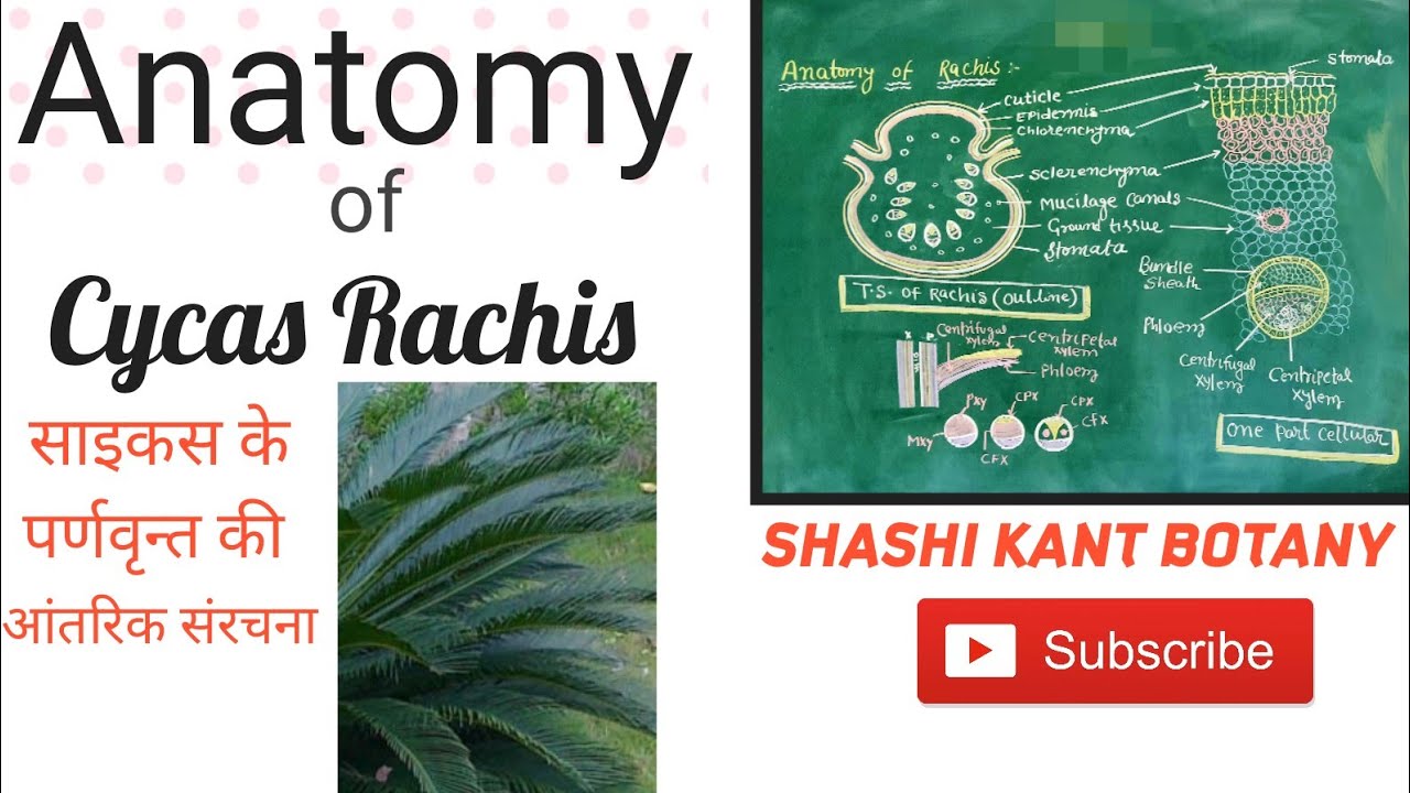 Anatomy of Cycas rachis (साइकस के पर्णवृन्त की आंतरिक संरचना) - YouTube