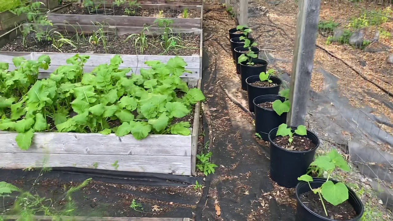 Quick Garden Tour - YouTube