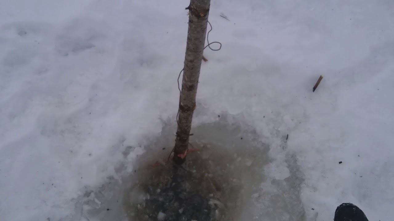 Another beaver in an under ice snare set - YouTube