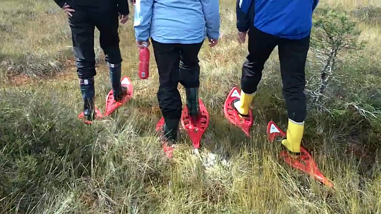 Bog shoeing in Estonia in Marimetsa bog - YouTube