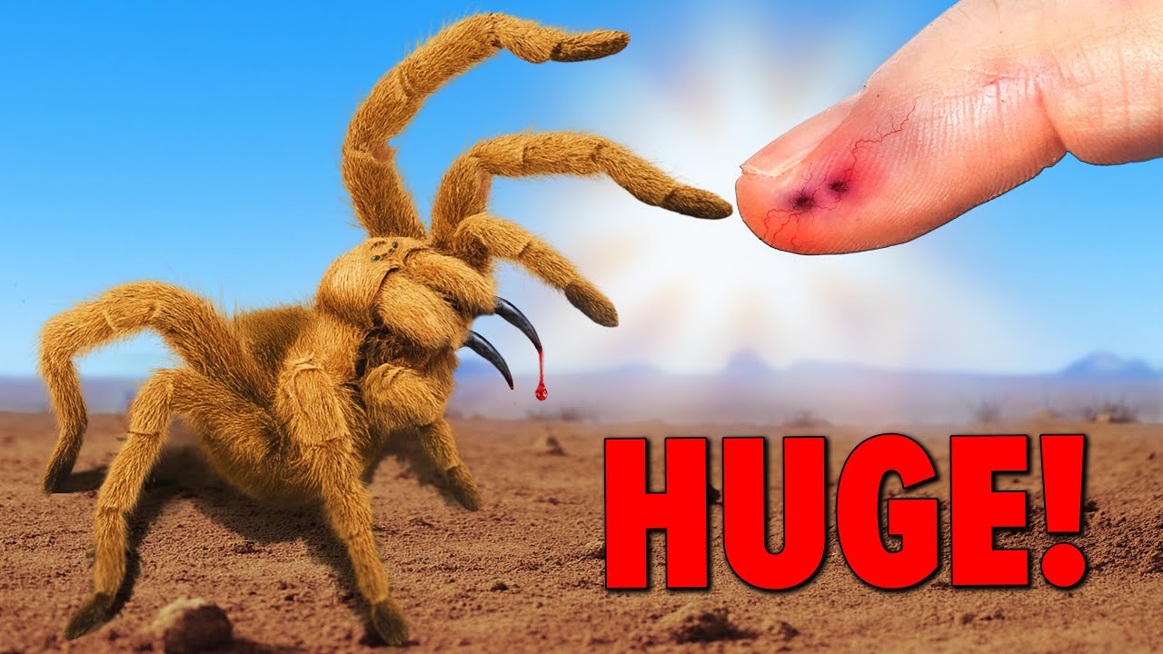 BITTEN by Arizona’s Largest Spider and other Venomous Creatures! - YouTube
