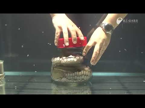 Octopus escaped from an closed jar. "Impossible escape" - YouTube