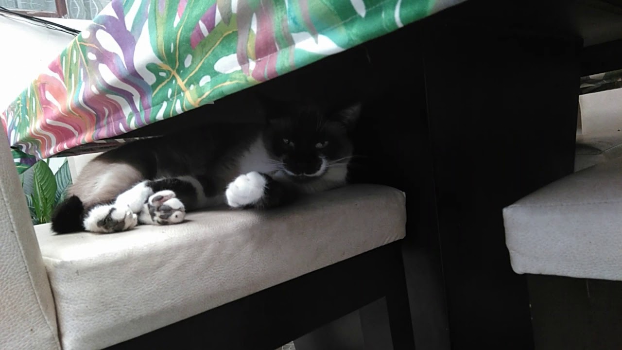El gato war - YouTube