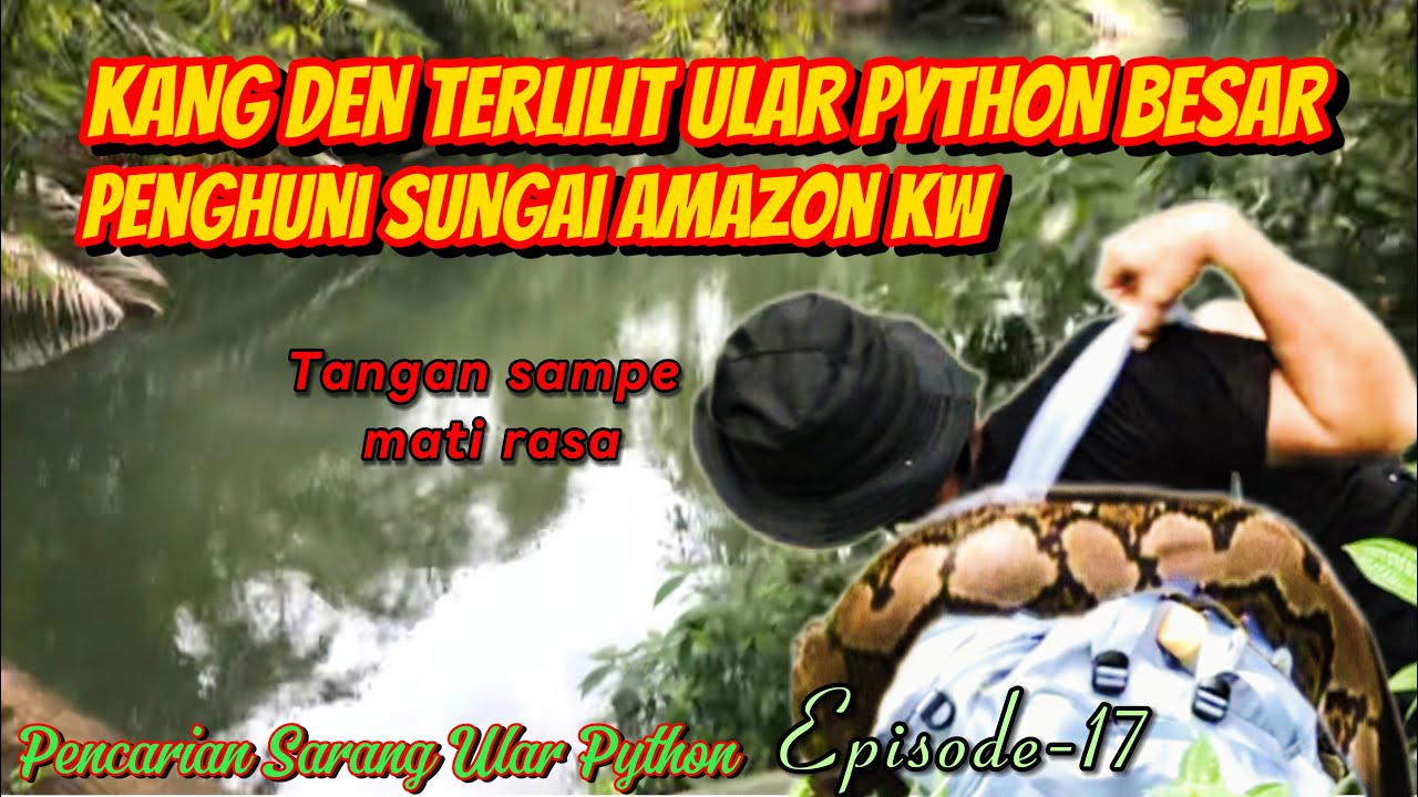 KANG DEN TERLILIT ULAR PYTHON BESAR SUNGAI AMAZON KW || Pencarian Ular Python Episode-17 - YouTube