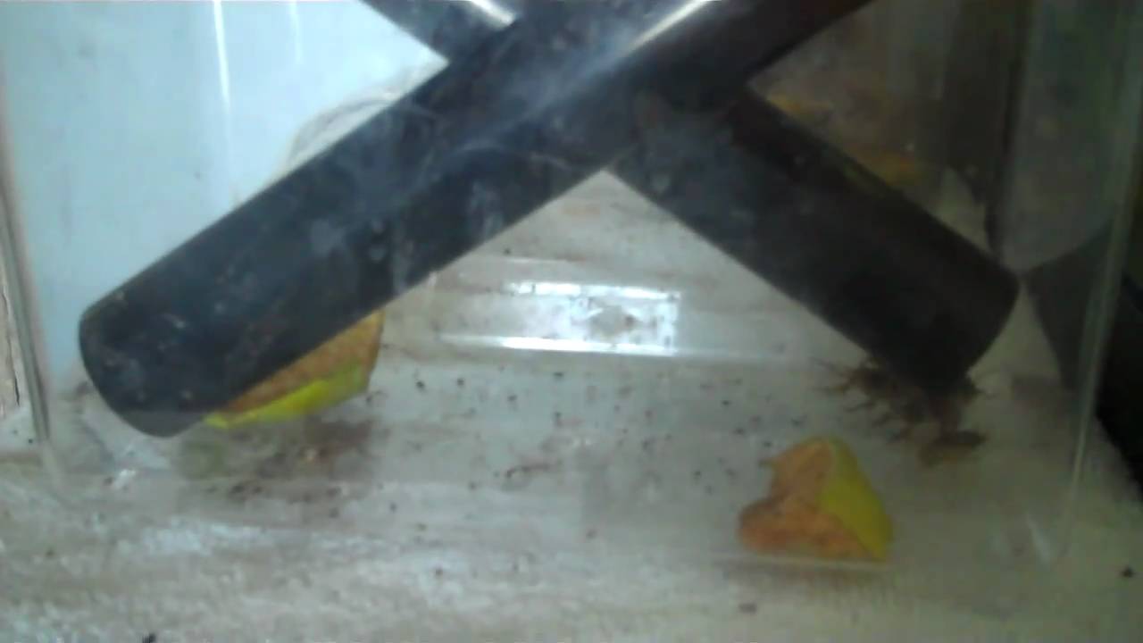 Mutated Cricket - YouTube