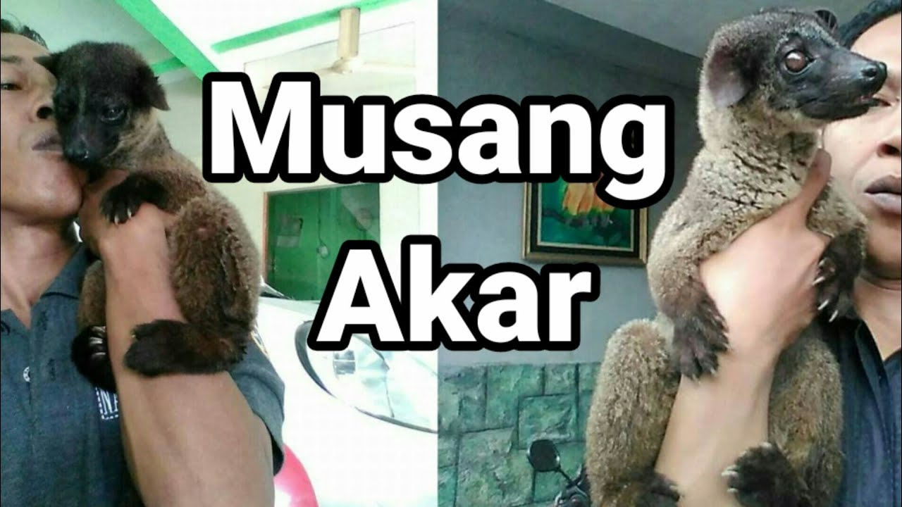 Beloved Musang Akar - YouTube